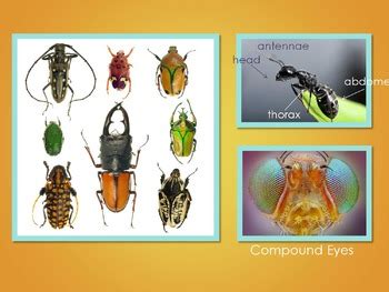 Bug Unit Materials By Miss Kaili Bug Teachers Pay Teachers