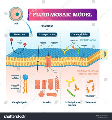 Fluid Mosaic Model Of The Cell Membrane Diagram Labeled Cell