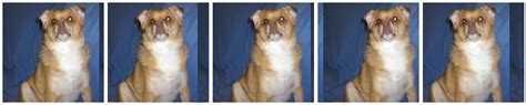 Image Data Augmentation Image Processing In Tensorflow Part 2 By