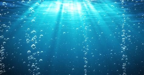 Your Guide To Setting Up A Bioactive Pacman Frog Enclosure — Untamed At