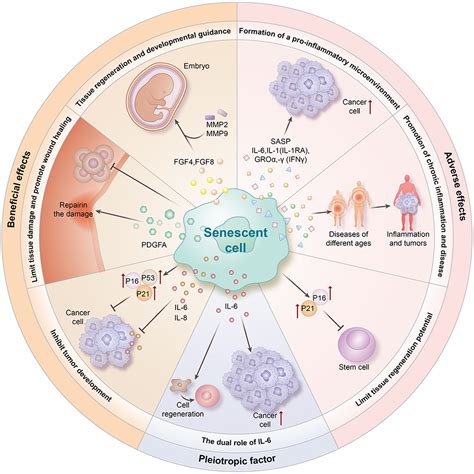 Advances In Nanotherapy For Targeting Senescent Cells Ijn