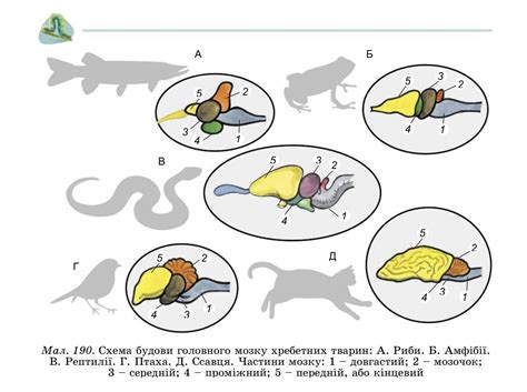 Укажіть знайдені відділи головного мозку Допоможіть будь ласка Школьные Знания Com