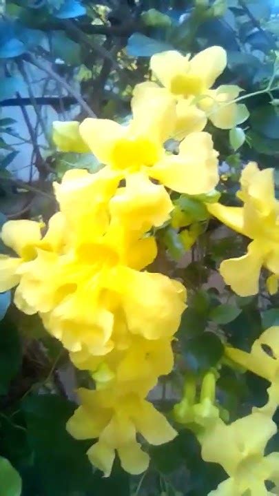 දුර්ලභ දසුනක් Youtube