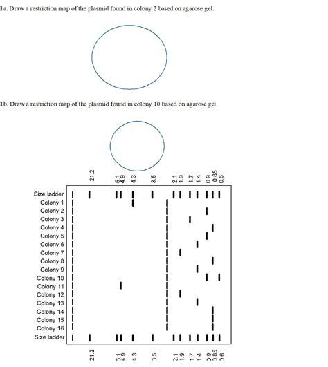 Solved 1a Draw A Restriction Map Of The Plasmid Found In Chegg Com