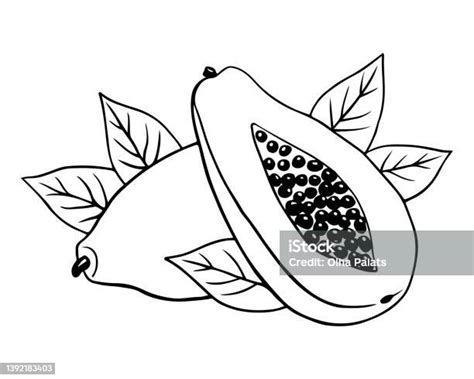 낙서 스타일의 파파야 과일 선형 예술 흰색 배경에 고립 된 디자인 요소 벡터 일러스트 레이 션 파파야에 대한 스톡 벡터 아트 및 기타 이미지 Istock