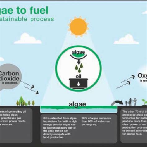 Pdf Microalgae The Potential For Carbon Capture