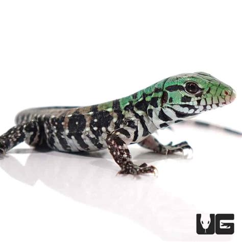 Chacoan White Headed Tegu For Sale Underground Reptiles