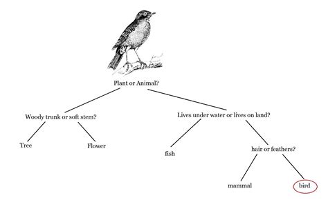 30 Classification Ideas Life Science Teaching Science Homeschool Science