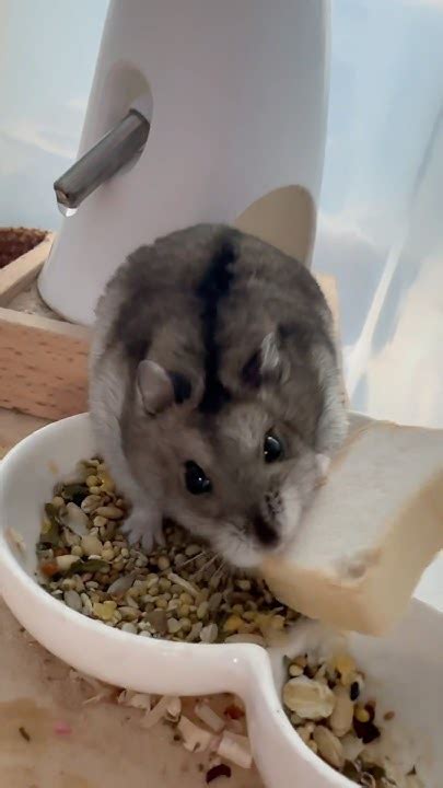 말랑이도 식빵 먹어요 🐹 ️🍞 정글리안햄스터 햄찌 햄스터 ハムスター 하무하무식빵 Youtube