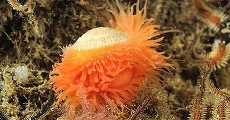 Huge Colony Of Bright And Colourful Shellfish Discovered By Divers Off