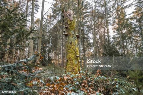 독일 숲에서 이끼와 나무 버섯으로 자란 오래된 풍화된 죽은 나무 줄기 계절에 대한 스톡 사진 및 기타 이미지 계절 관광 굽은 Istock