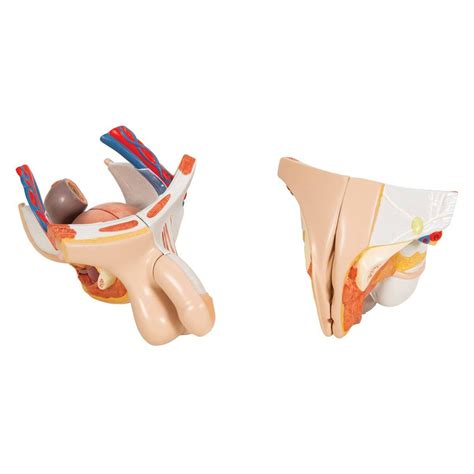 3b Scientific 3b Scientific Life Size Dual Sex Human Anatomy Figure