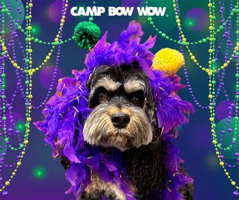 Camp Bow Wow Covington Camp Bow Wow Covington La