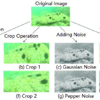The Effect Of Dataset Preprocessing Download Scientific Diagram