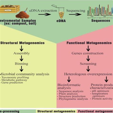 Framework For Metagenomics With Two Primary Studies Structural And