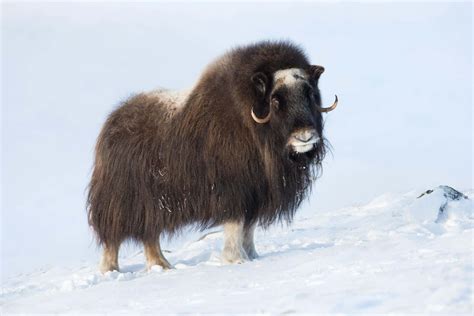 [100 ] Ox Pictures