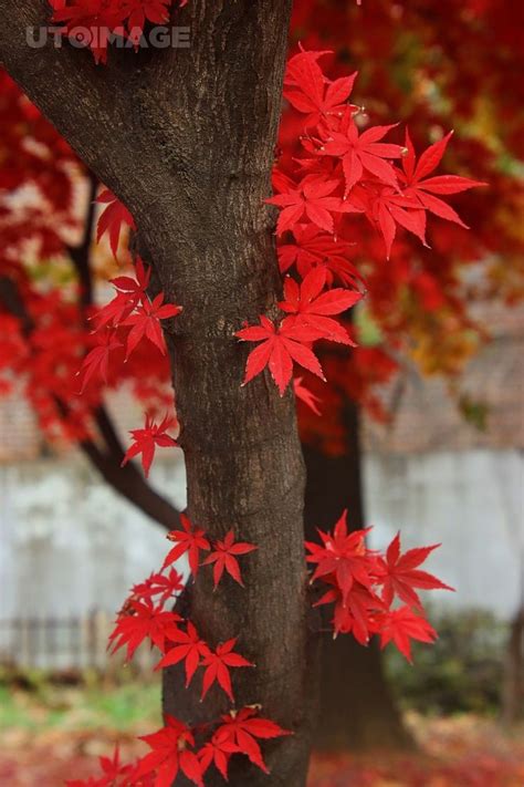 유토이미지 단풍나무 단풍나무 자연 사진 단풍