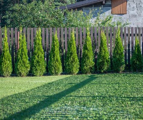 Tiny Tower Thuja For Sale Buying Growing Guide Trees Com
