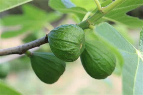 Fig Tree Fruit Free Photo On Pixabay Fig Tree Fruit Free Photo On Pixabay