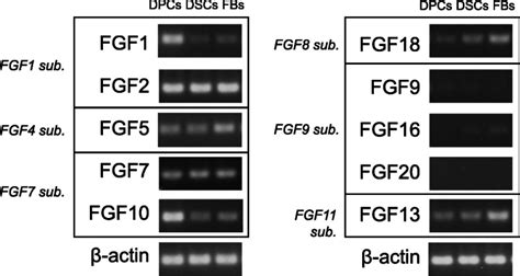 Altered FGF Expression Profile In Human Scalp Derived Fibroblasts Upon WNT Activation