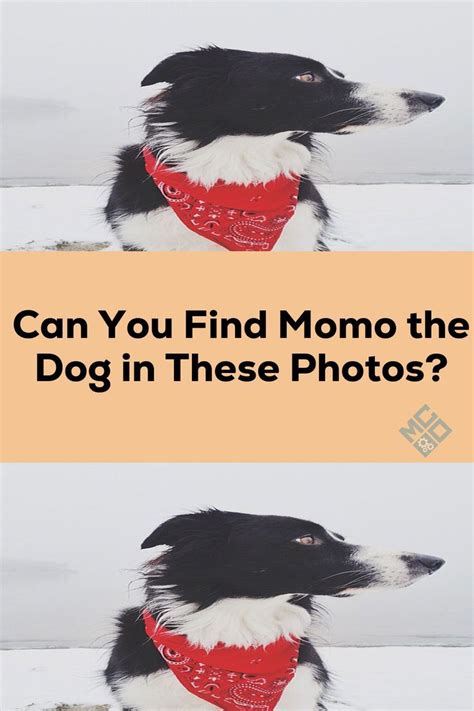 Can You Find Momo The Dog In These Photos Artofit