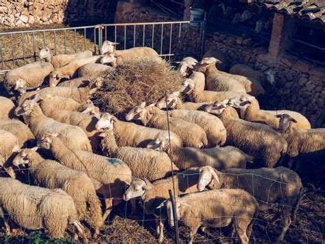 Common Health Problems In Sheep How To Prevent And Treat Them