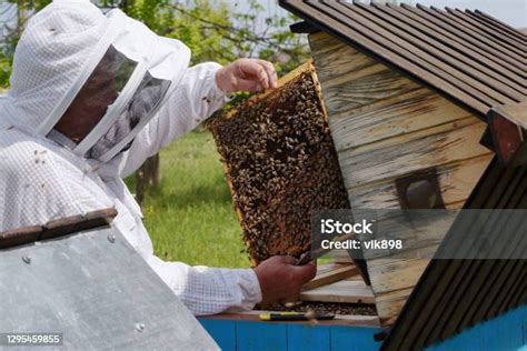 카르파티아 꿀벌 양봉가가 벌집 프레임을 손에 쥐고 있습니다 식민지 꿀벌 나무 두드러기 양봉 양봉장 아름다운 봄 날 65 69세에 대한 스톡 사진 및 기타 이미지 Istock