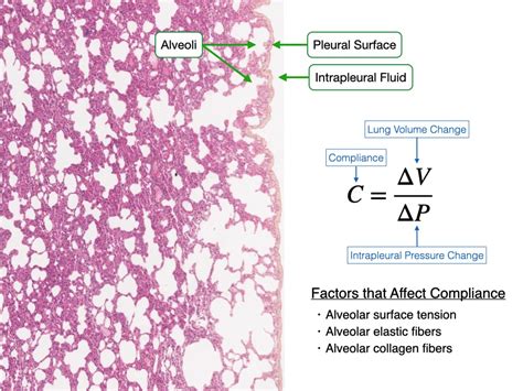 Lung Histology Alveoli