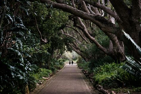 걷고 있는 걷는 길 경치가 좋은 고요한 공원 그늘진 길 그늘진 통로 그림 같은 나무 나무 캐노피 나무가 늘어선 길 남아프리카공화국 녹색 복도 녹지