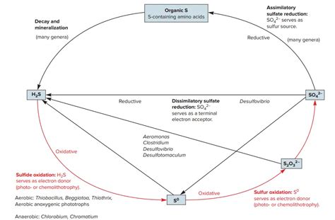 Sulfur Cycle Bacteria