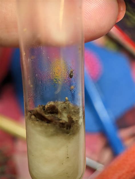 Roach Nymph 💀 Rwhatisthisbug