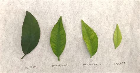 Nutrient Deficiency In Citrus Trees