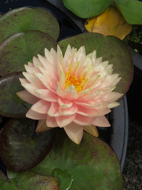 Nymphaea Awesome Large Water Lily Catskill Native Nursery Catalog Nymphaea Awesome Large Water Lily Catskill Native Nursery Catalog