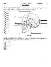 Axial Skeleton Labeling 1 Doc Name Class Date Due Date The Worksheets Library