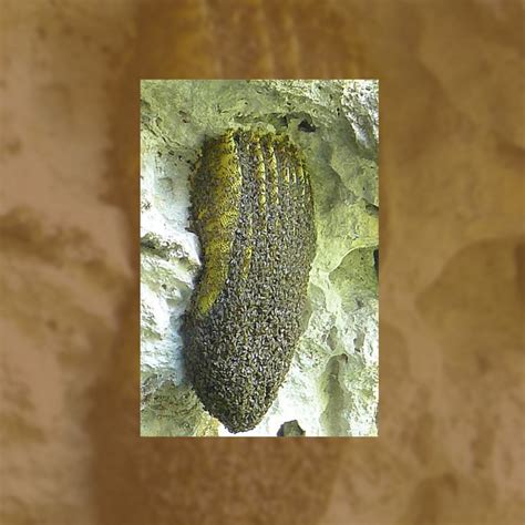 Types Of Hives BeeWisdom Network Of Bee Lovers