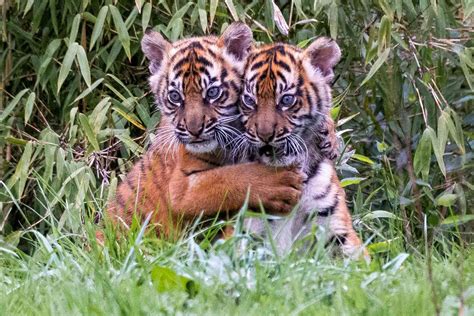 Sumatran Tiger Cubs Exciting News Four Adorable Sumatran Tiger Cubs