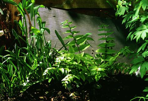 Cyrtomium Fortunei 'clivicola' Photograph by Terry Mead/science Photo ...