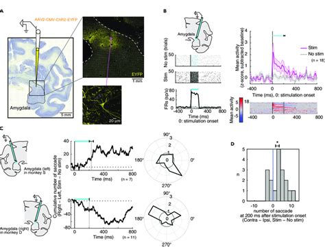 Optogenetic Activation Of Amygdala Facilitates Contralateral Saccades