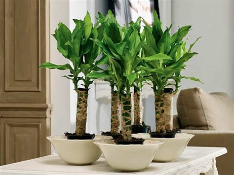 Descubre Las Plantas De Interior Que No Necesitan Luz Natural