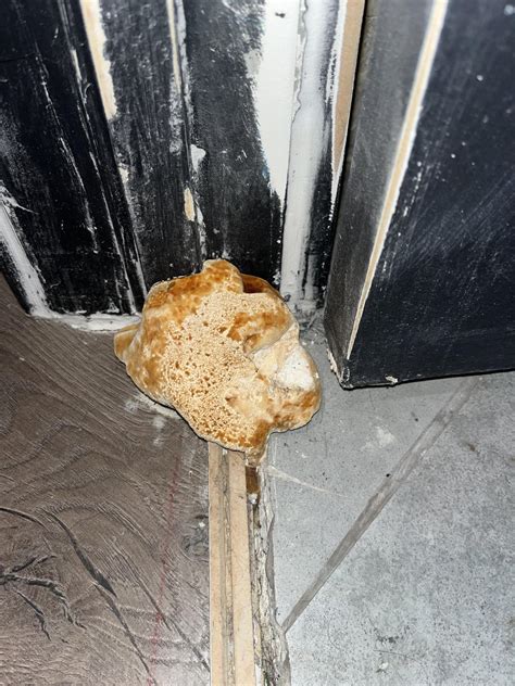 Mold Identification R Mold