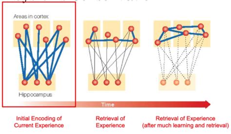 Psyc 221 Encoding And Retrieval Of Ltm Flashcards Quizlet