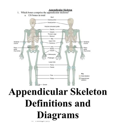 Axial And Appendicular Skeleton System