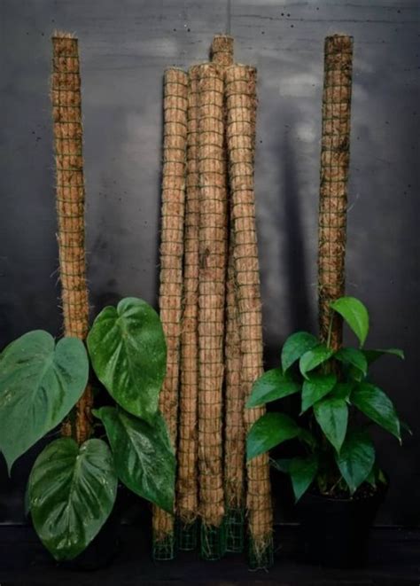 Pole Plant Coco Stick Coco Fiber Pole Plant Support For Climbing