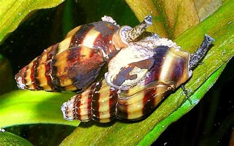 why are my assassin snails stuck together shocking facts
