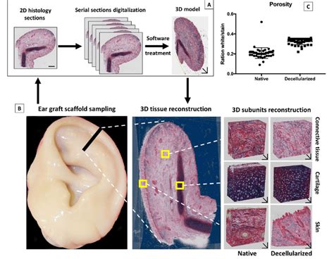 Ecm 3d Histology Reconstruction A Methodology Native And Download Scientific Diagram