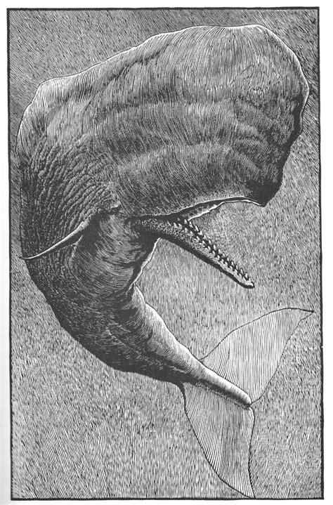 A Very Precious Perishing Moby Dick Reread Riff 19 Biblioklept