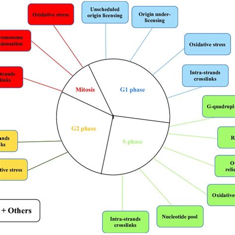 Inducers Of Replication Stress Across Different Phases Of The Cell Download Scientific Diagram