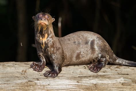 Giant Otter — International Otter Survival Fund