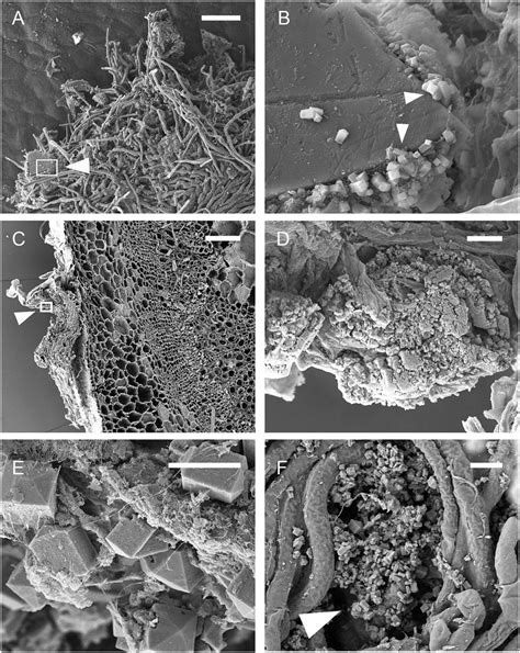 Complex Crystal Structures Scanning Electron Micrographs Illustrating