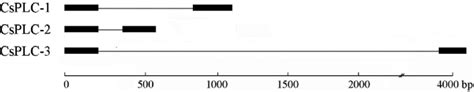 Exon Intron Structures Of Csplc 1 Csplc 2 And Csplc 3 Genes Black Download Scientific